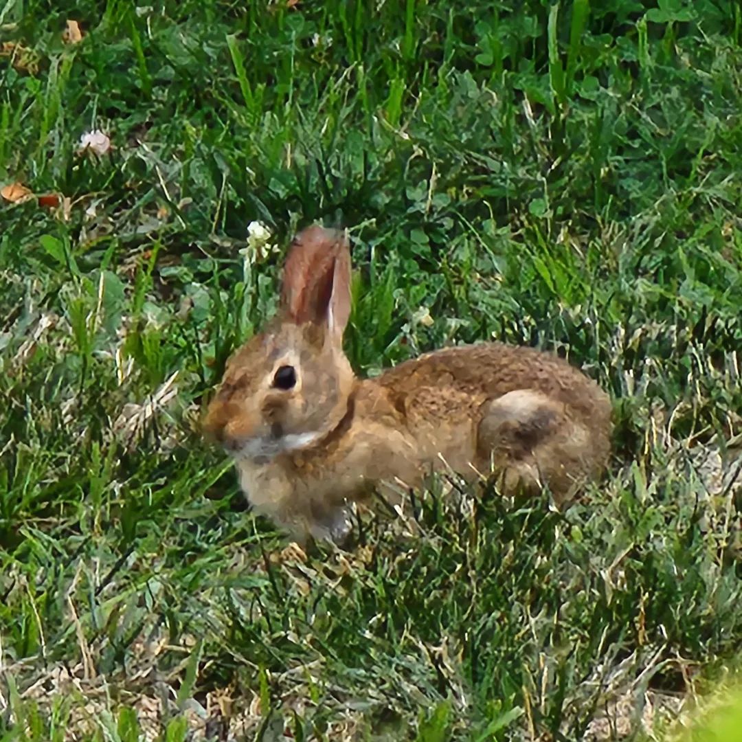 Walking Tours of Pittsburgh | Free Pittsburgh Walking Tours